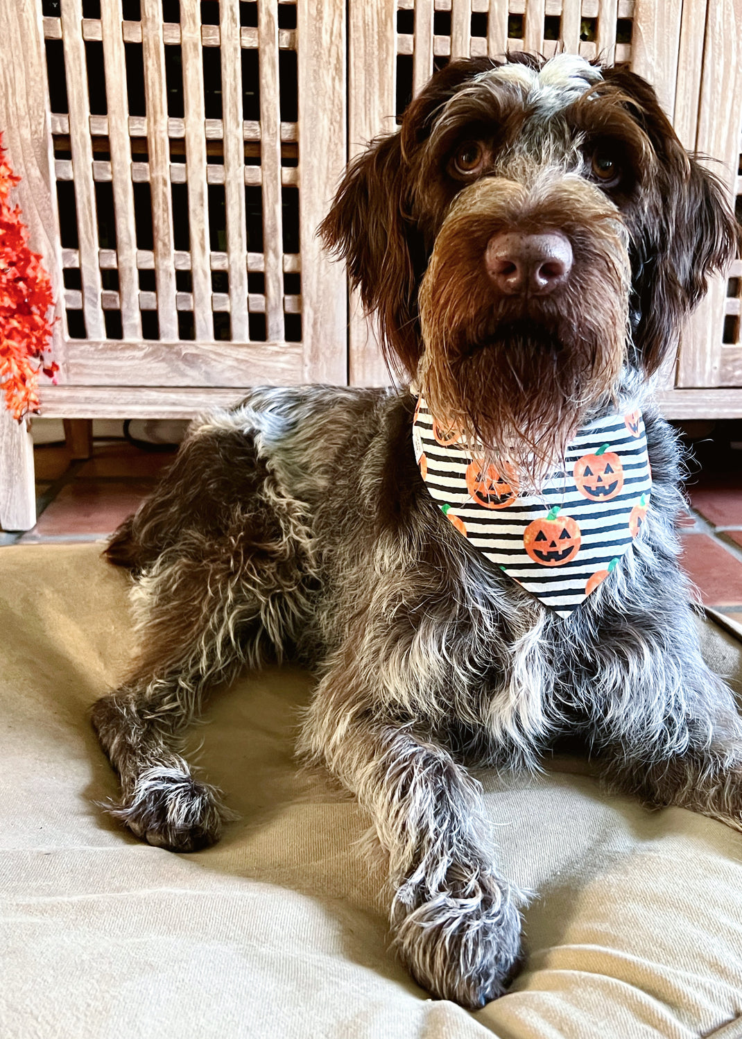 Winnie and the Hound | Pet Accessories for the Stylish Pup